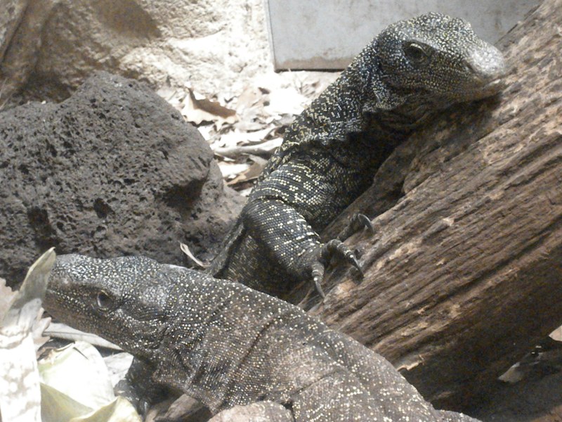 The Zoo Review: Species Fact Profile: Crocodile Monitor (Varanus ...