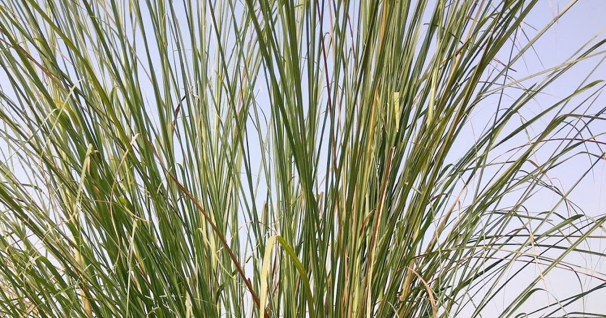 Ajeeb Herb अजीब हर्ब: सरकंडा