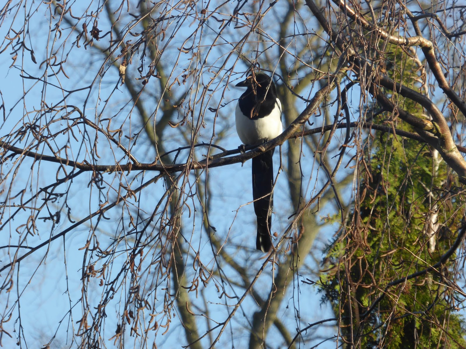 Wild and Wonderful: RSPB Big Garden Birdwatch 2019