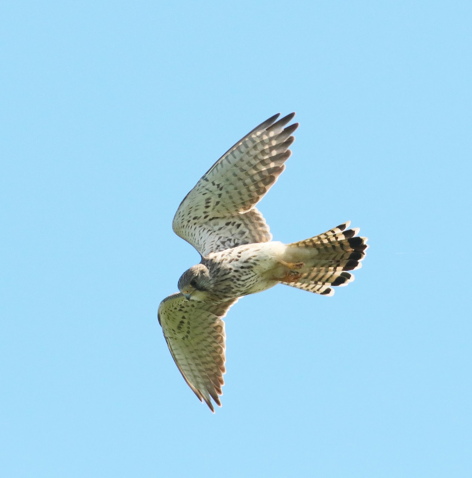 Another Bird Blog: A Sunday Surprise