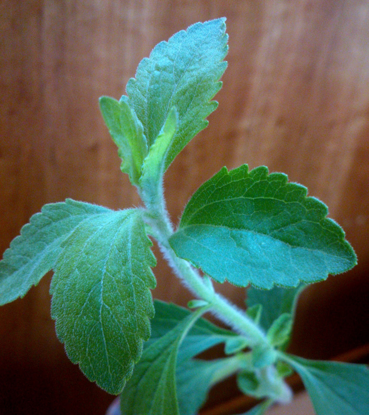 FOODUCATION.ORG: Facts about miracle fruit (miraculin revisited - part 2:2)