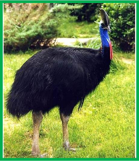 Kasuari Gelambir Tunggal - Taman Satwa Taru Jurug