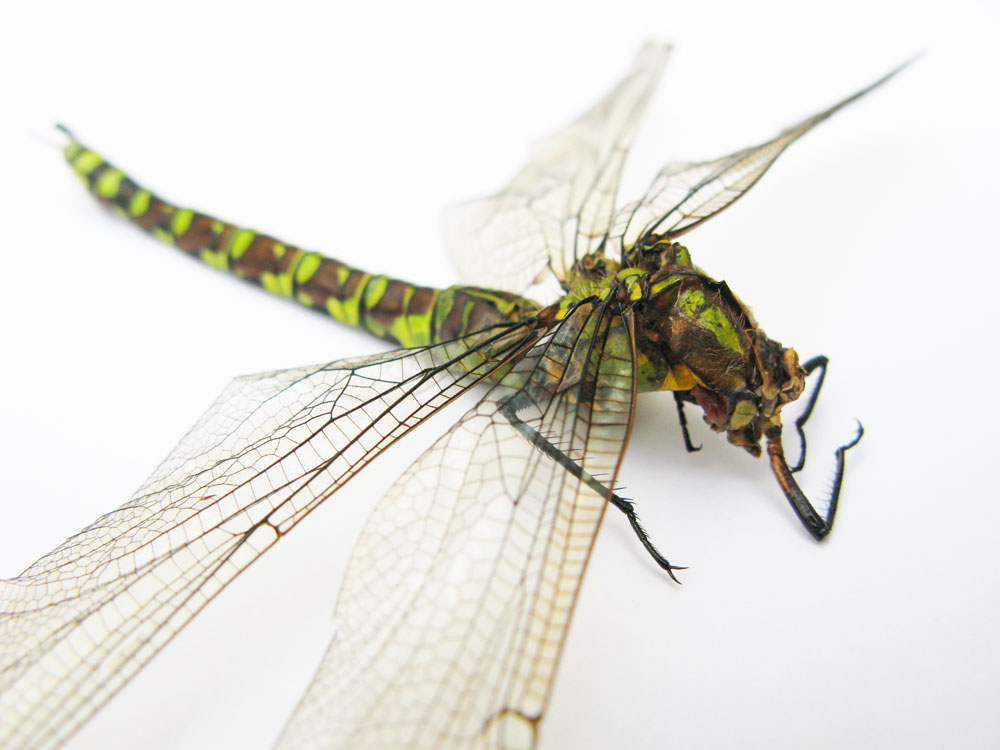 Rob Bowker Photography: Grounded