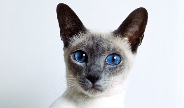 ANIMALS TIME : The 10 Cutest Siamese Cat pics