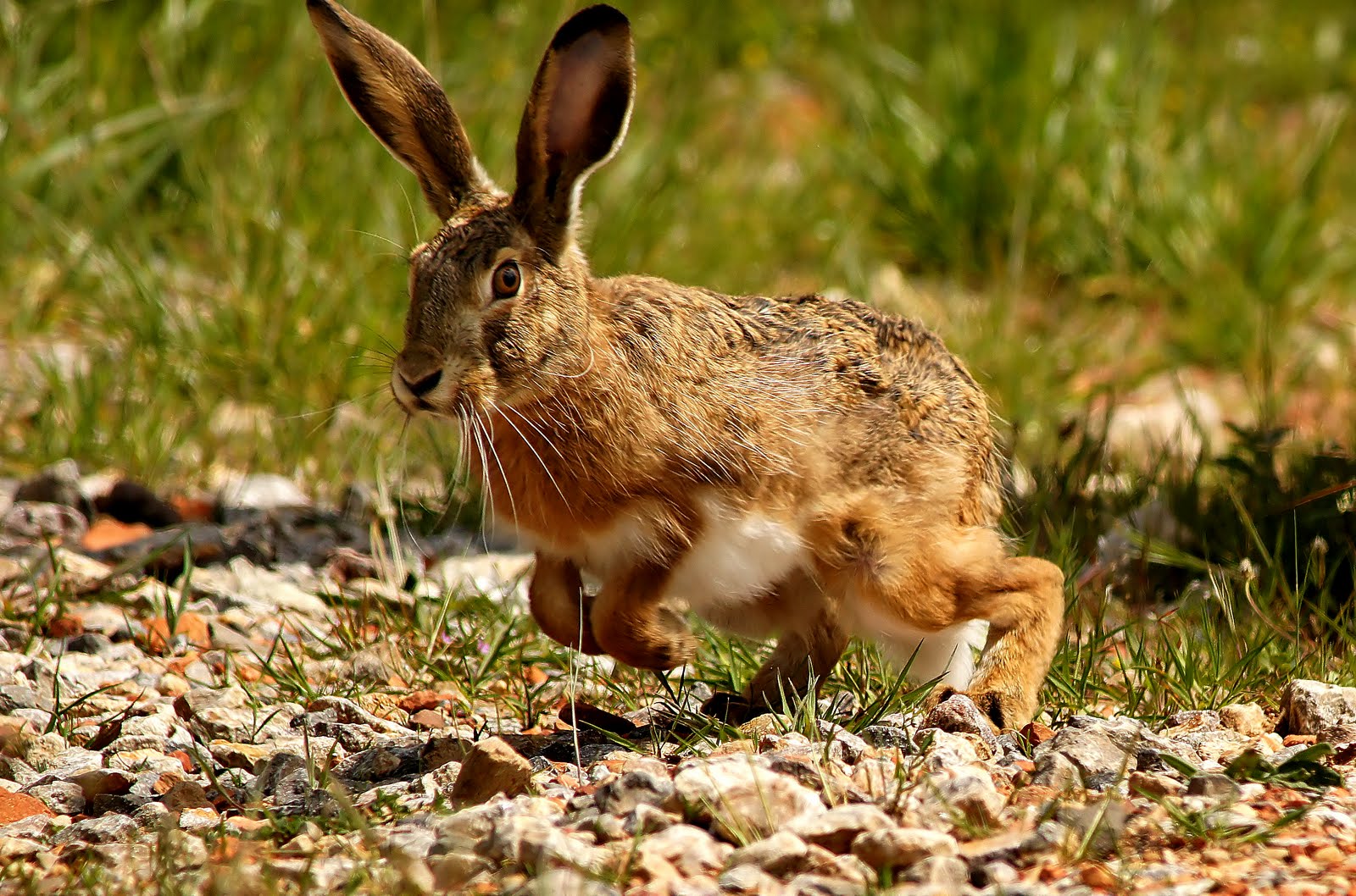 Fauna de las Reservas Regionales de Caza de ´León: Liebre en carrera