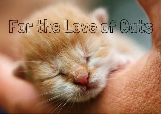 astrid.prasetya: For the Love of Cats