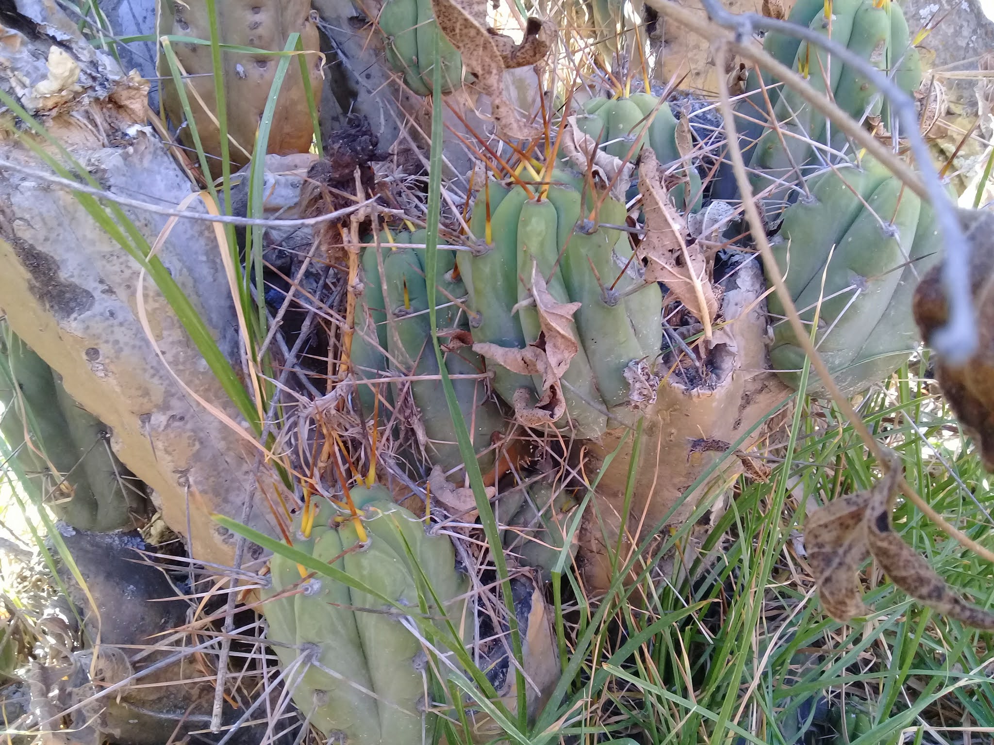 Danzarina en la Naturaleza: Achuma Wachuma Huachuma Guachuma Aguacolla ...