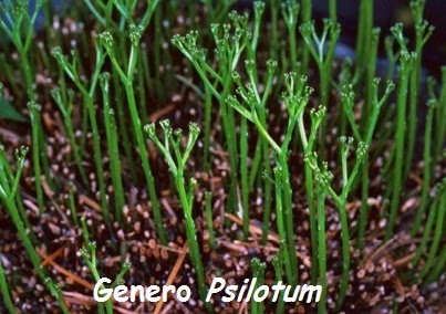 Biologia em Ação: Ordem Psilotales