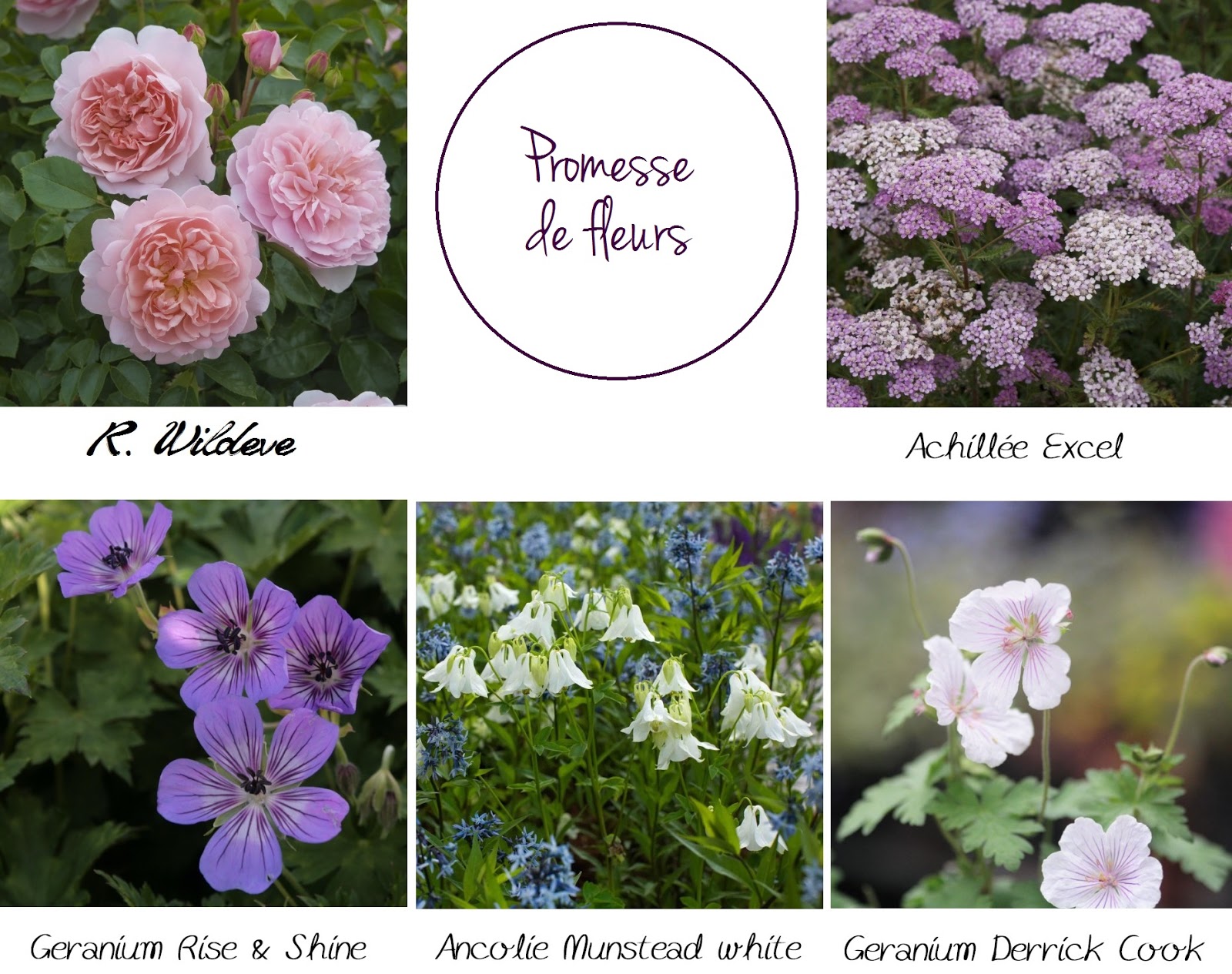 Cocoon Garden: Commande de printemps - Promesse de Fleurs