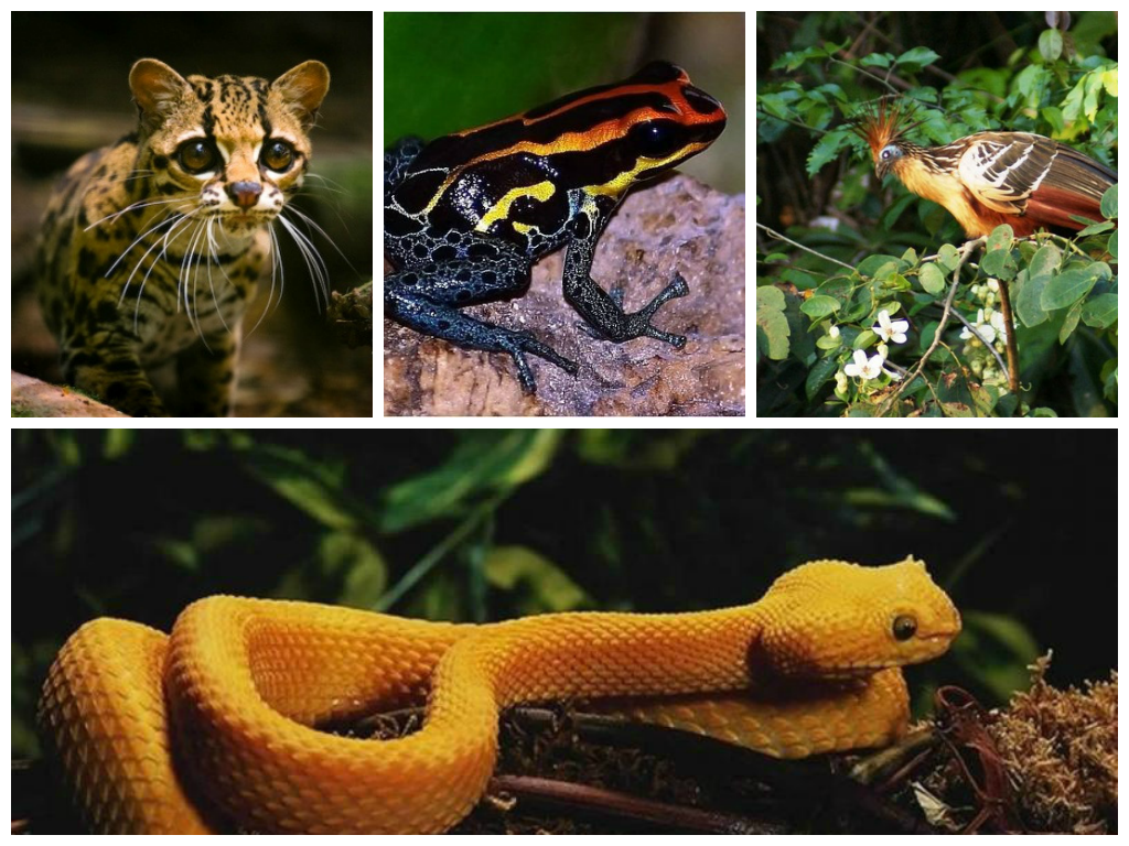 Conoce las Regiones de Colombia: Región Amazónica