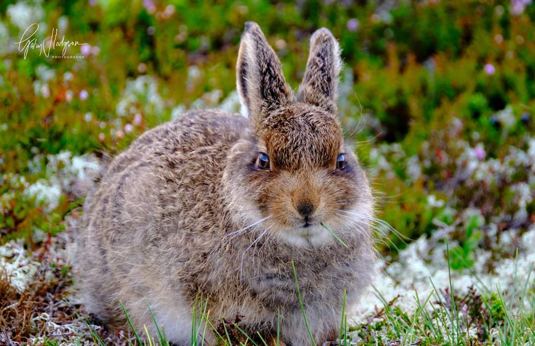 TARMACHAN MOUNTAINEERING: MOUNTAIN HARE PHOTOGRAPHY