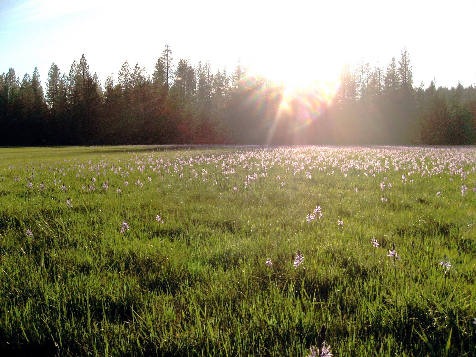 Dreams & Happy Things...: Magical Meadow
