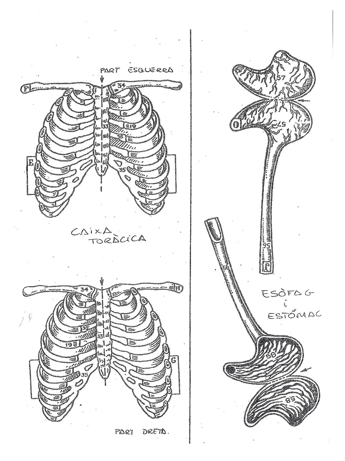 EL BLOG DE LES CIENCIES: NATURALS: anatomia de l'esquelet humà i els ...