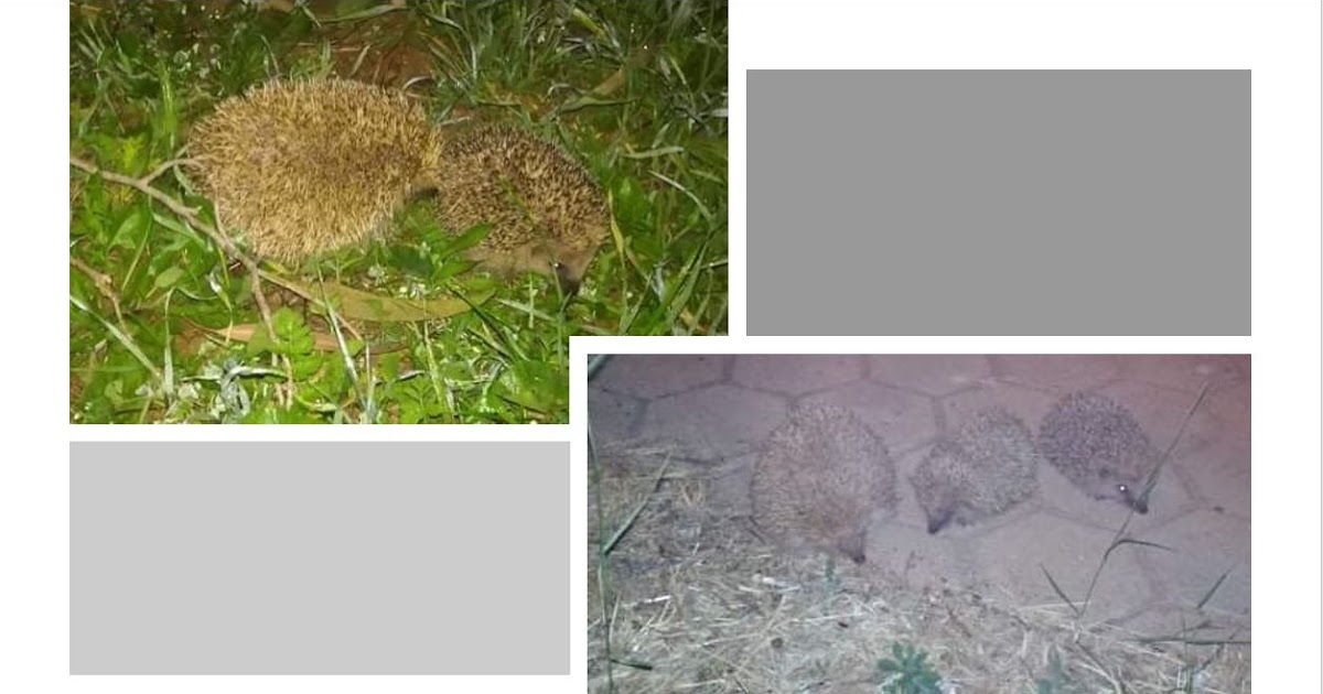 Aera da Infância: Ouriço cacheiro