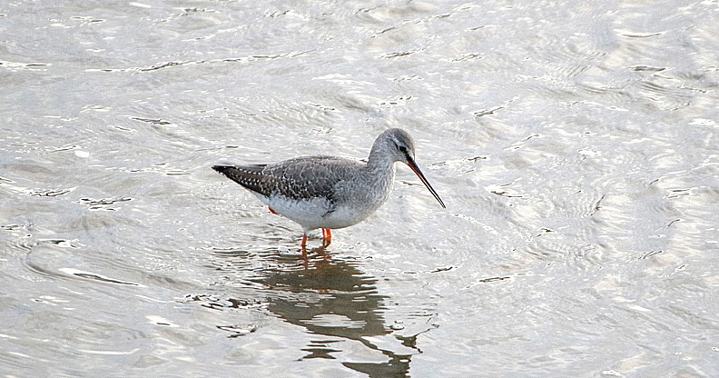 DavesBirdingDiary: Spotted Redshank ( Tringa erythropus ) . Fremington ...