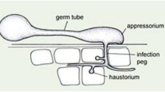 FUNGAL CELL STRUCTURE
