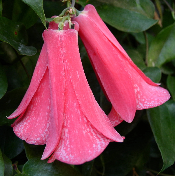 lyrik - tronjes blog: Chile : Lapagéria rósea "copihué"