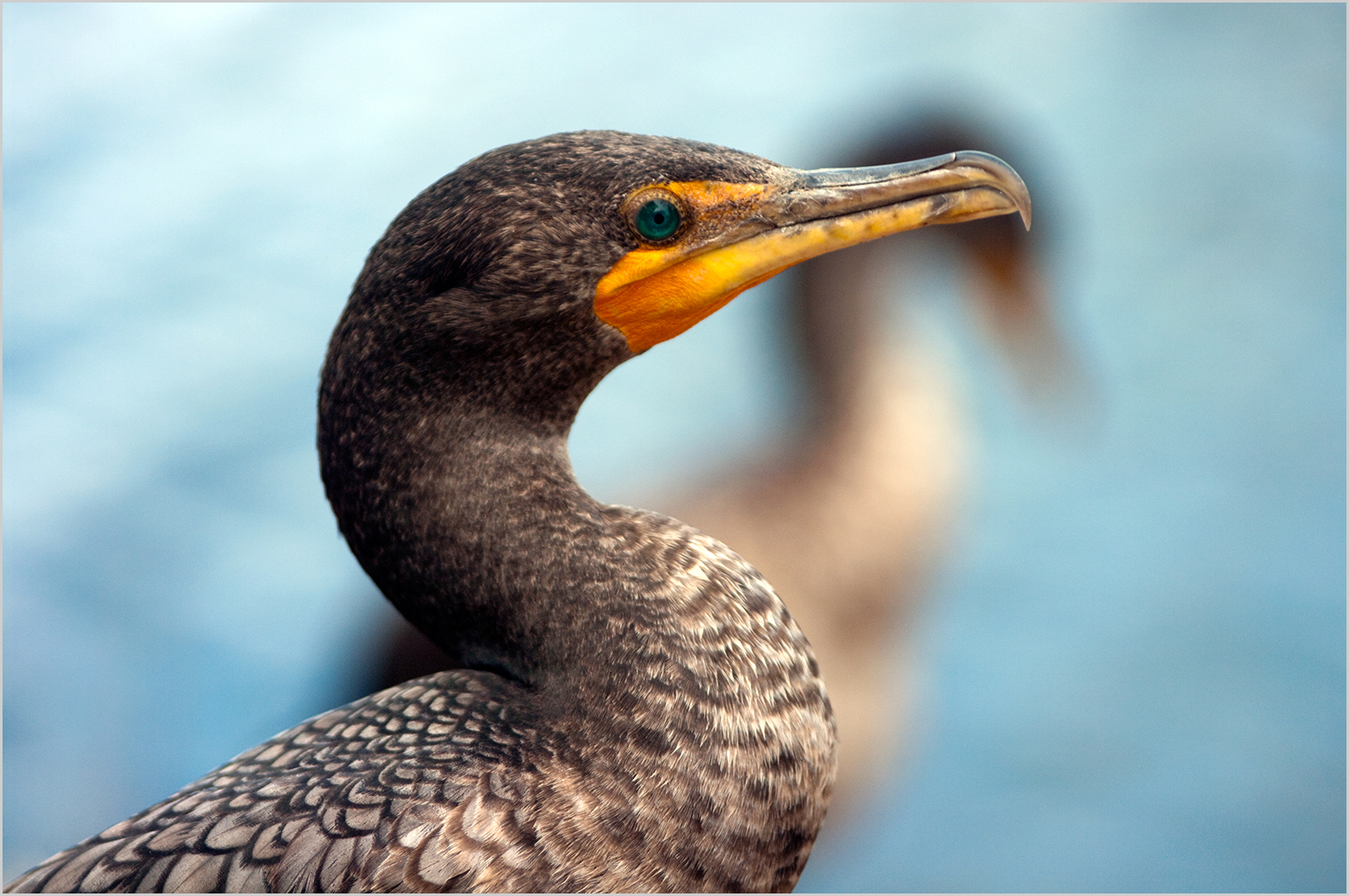 Bellas Aves de El Salvador: Phalacrocorax brasilianus (yeco, cormorán ...