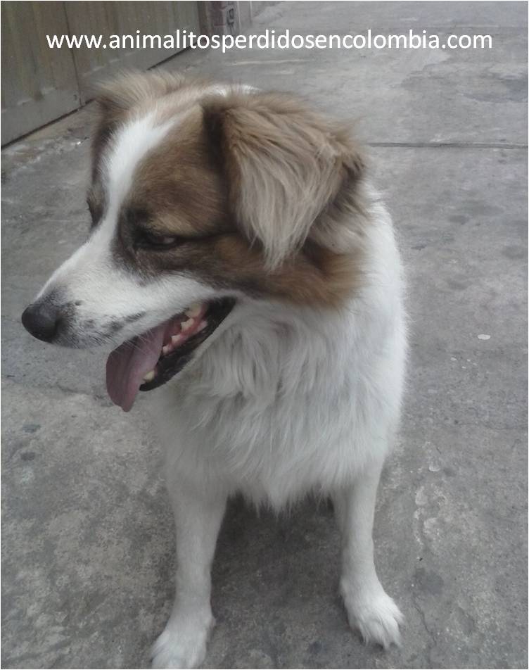 Animalitos Perdidos en Colombia: VISTO BOGOTÁ - PERRO CRIOLLO BLANCO ...