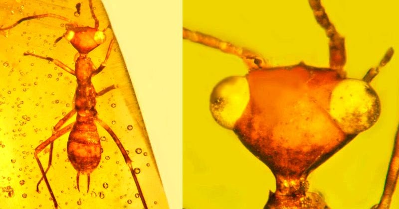 Scientists Discover 'Alien' Insect in Amber From 100 Million Years Ago ...