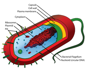 Biologi Ku: MACAM-MACAM SEL