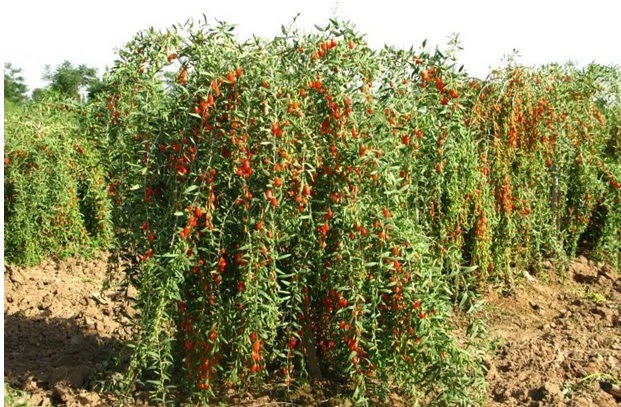 Jammu and Kashmir Medicinal Plants Introduction Centre: Medicinal ...