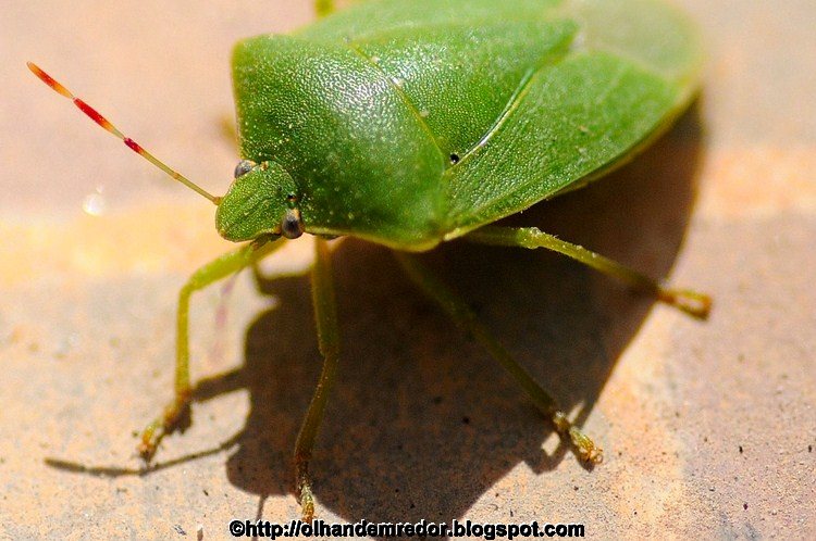 olhandemredor: Inseto verde das plantas