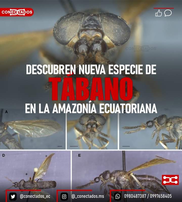DESCUBREN UNA NUEVA ESPECIE DE TABANO