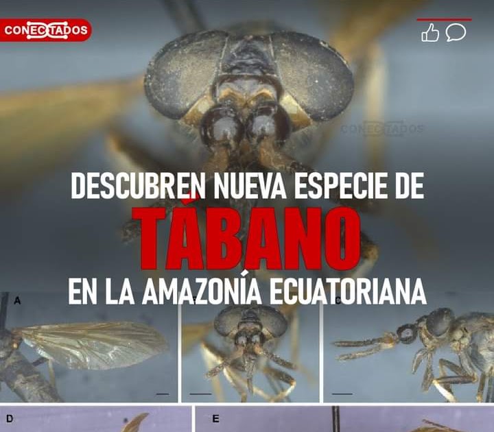 DESCUBREN UNA NUEVA ESPECIE DE TABANO