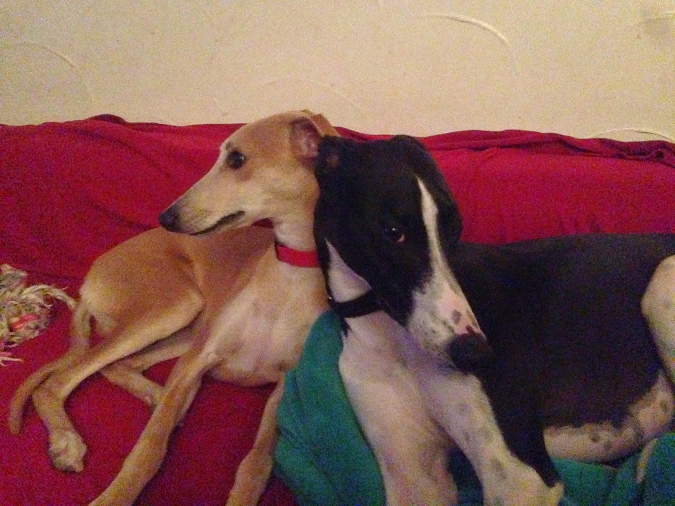 Horsetooth Whippets: February 2015