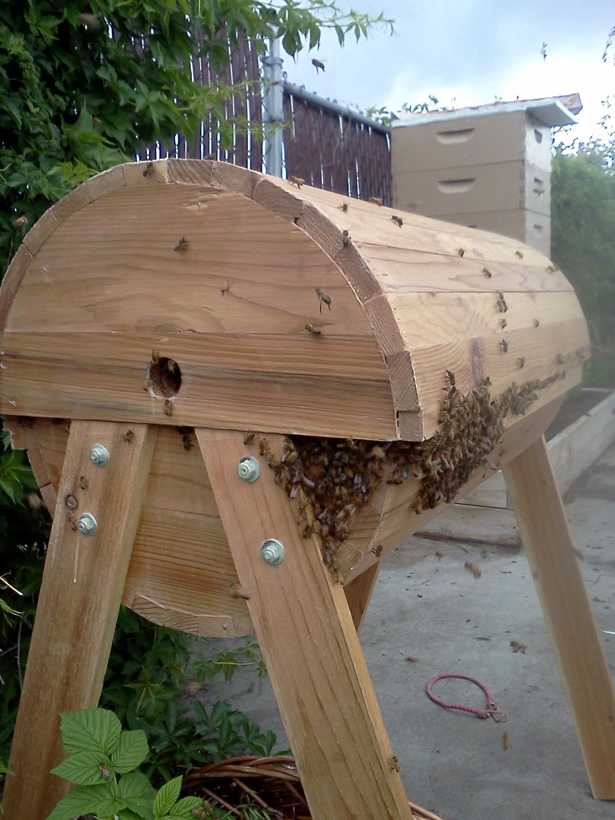 Dewey's Bee Blog: Apricot Tree Swarm - Sun Barrel Hive
