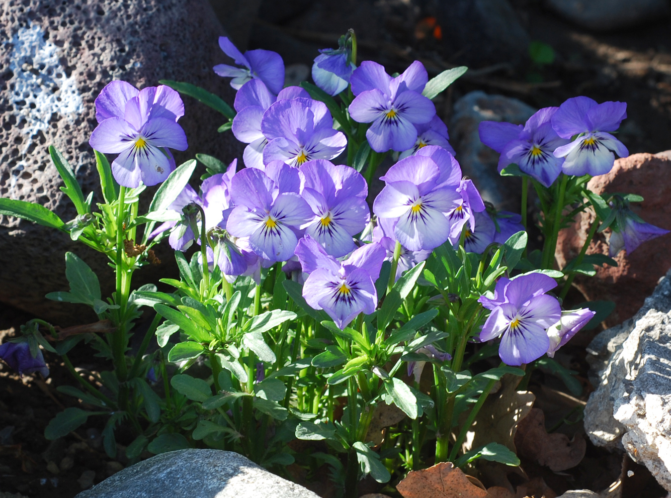 Viola Flower Season at Alice Pinard blog
