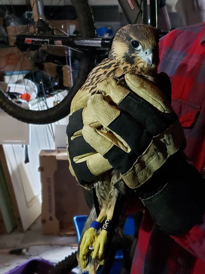 Rob and the Animals: Falcon Rescue 2020