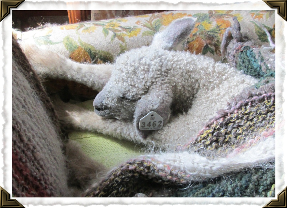 farmjournal: Puzzle, Moon Pie & Sheldon lambies!