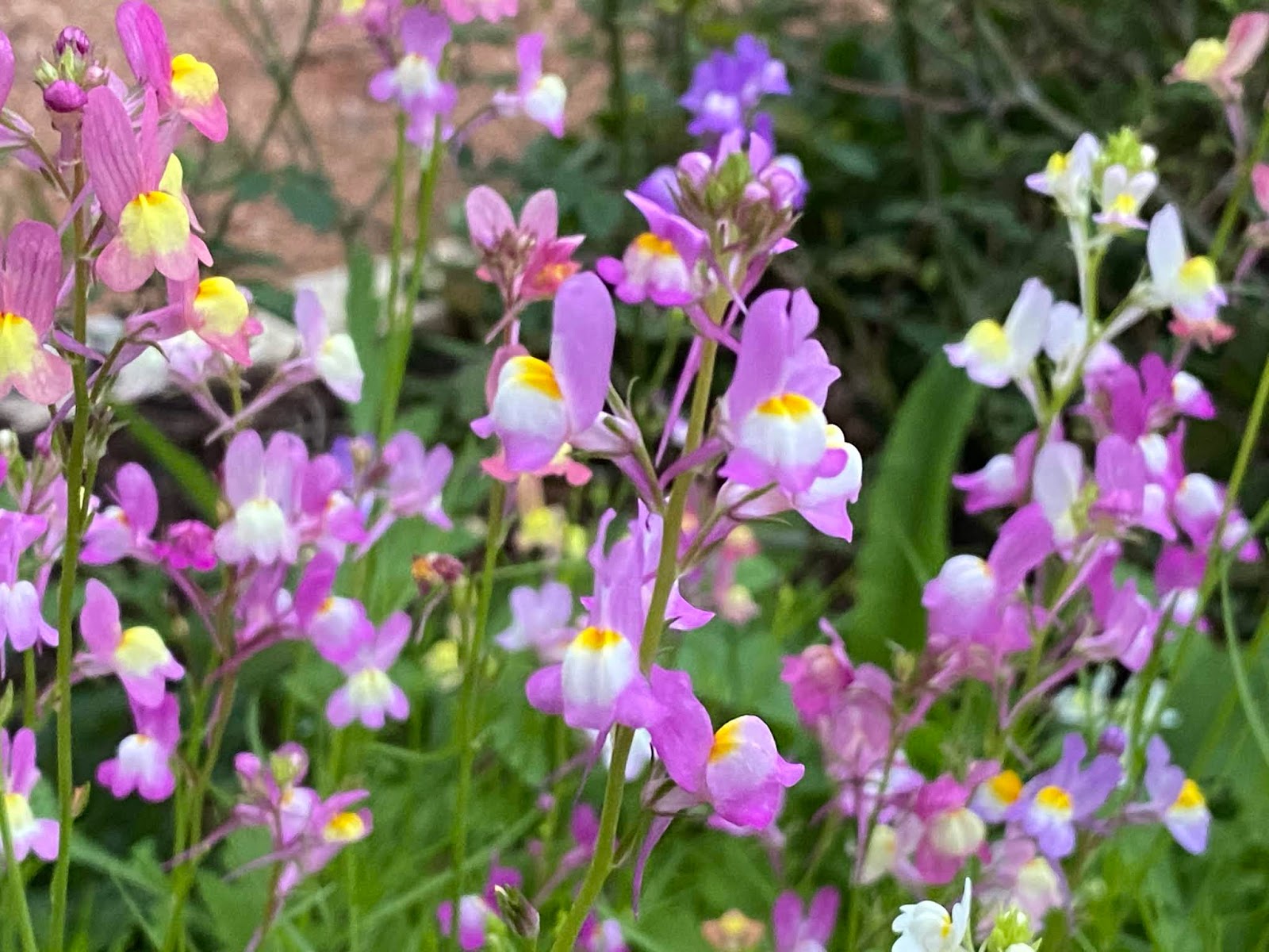 Lisa Bonassin's Garden: Spurred Snapdragon March 14, 2020