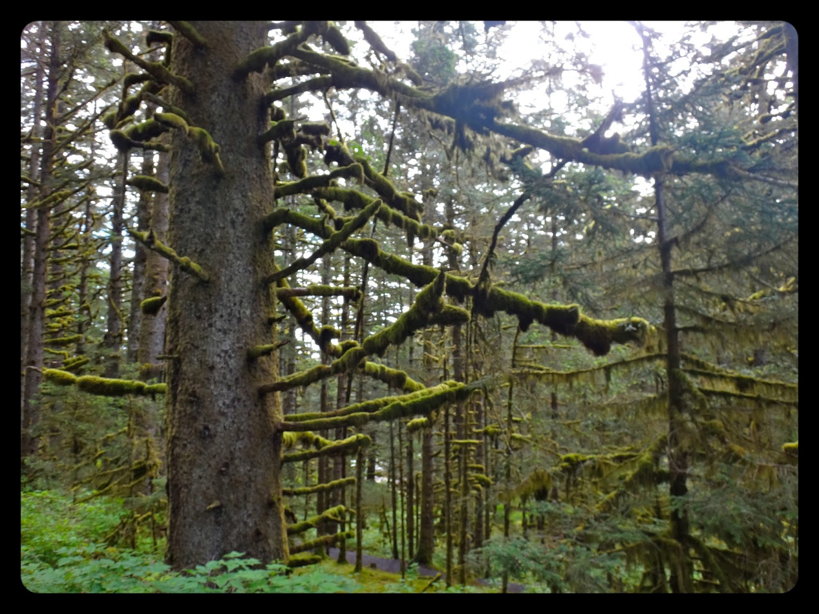 Florida Beaches To The Bering Sea: Kodiak In WW2