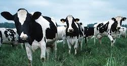 JENIS-JENIS SAPI PERAH ~ ternak