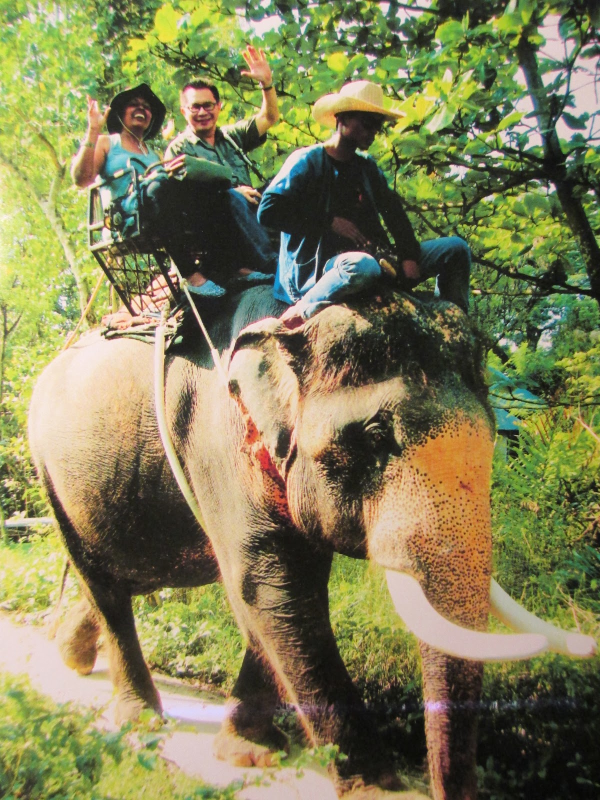 manuelimson: Elephant Ride in Thailand