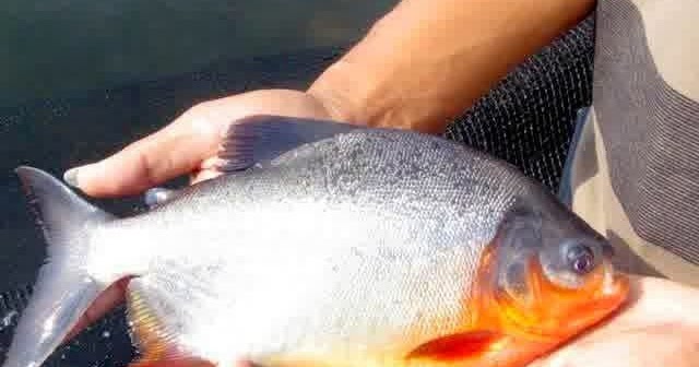 Cara Panen Ikan Bawal Yang Benar Cara Ternak Ikan