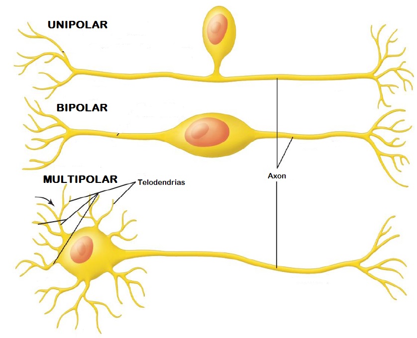 Biología Humana: SISTEMA NERVIOSO: neuroglia, neurona, nervios y ...