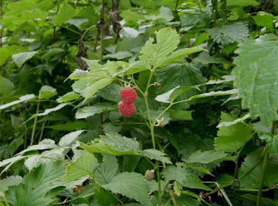 Variety of Life: Rubus