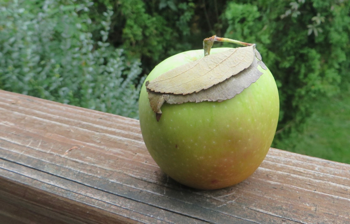 Mountain Rose - Adam's Apples