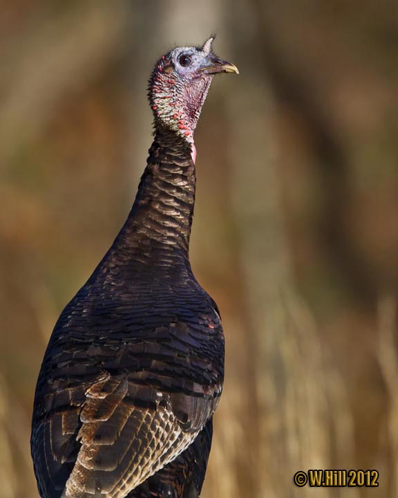 Pennsylvania Wildlife Photographer: Eastern Wild Turkey Mating Season ...