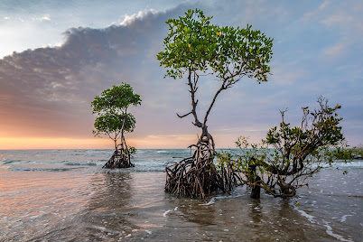 MANGROVES : The Tidal Forest