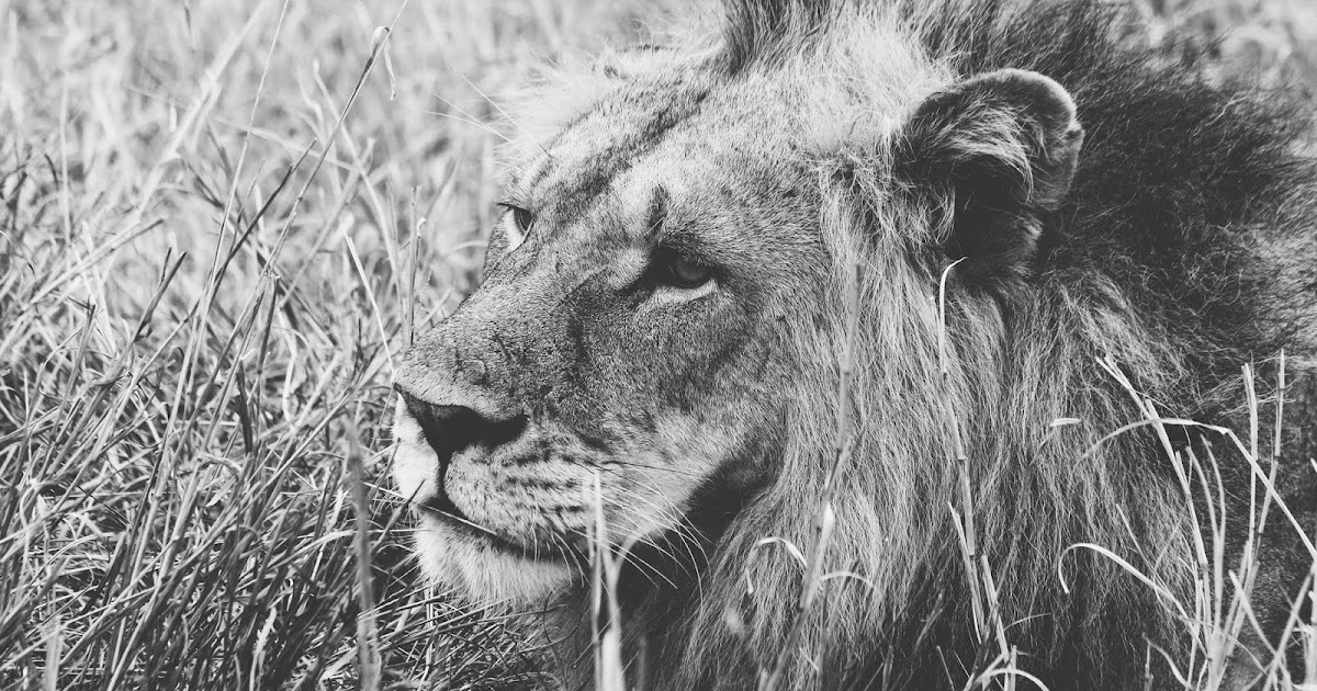 Regulus: la estrella reina