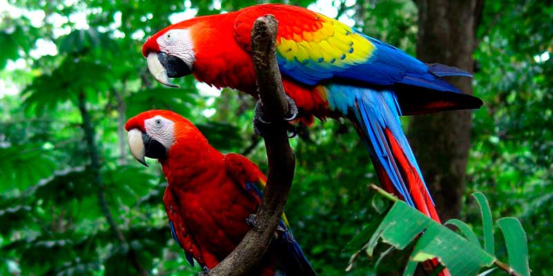 PERÚ: MARAVILLAS, MISTERIOS Y COSTUMBRES: PARQUE NACIONAL DEL MANU