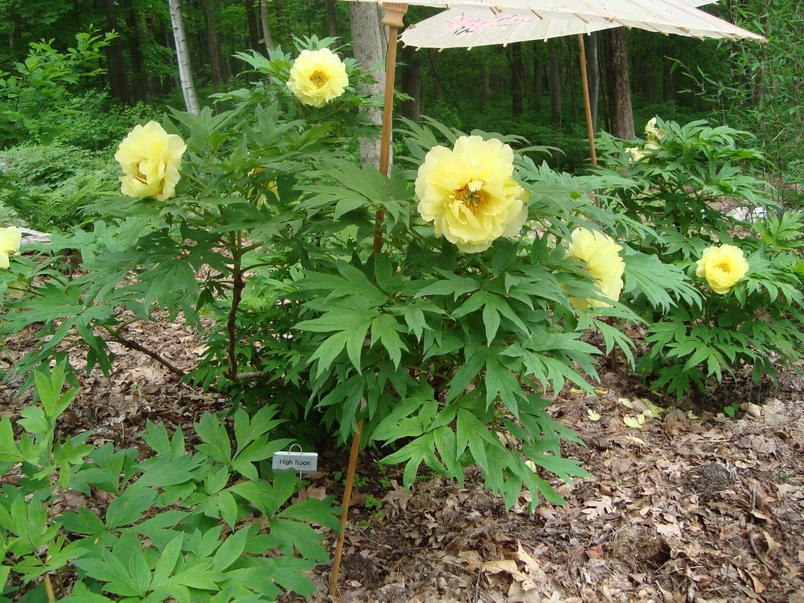 Wilton Diaries: Peony Festival II