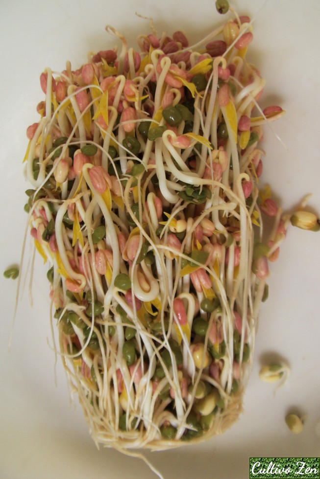 Cultivo Zen: Cultivo do Moyashi – Metodo-II (Growing Moyashi - Method-II)