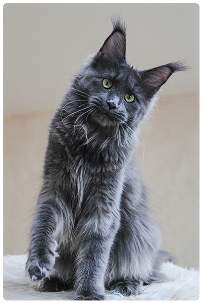 Your Maine Coon Guide