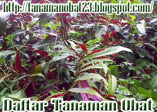 Manfaat Dan Khasiat Sambang Darah(Excoecaria cochinchinensis Lour.)